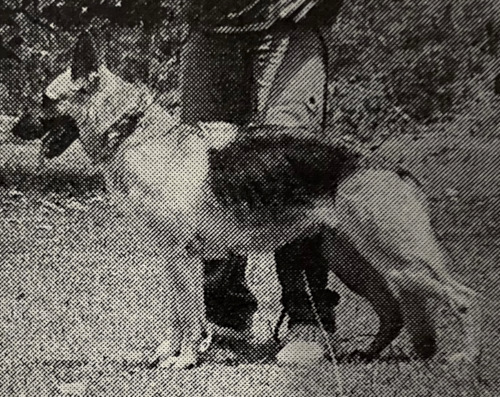 Pedigree of Brenda vom Ortenberg | German Shepherd Database Project